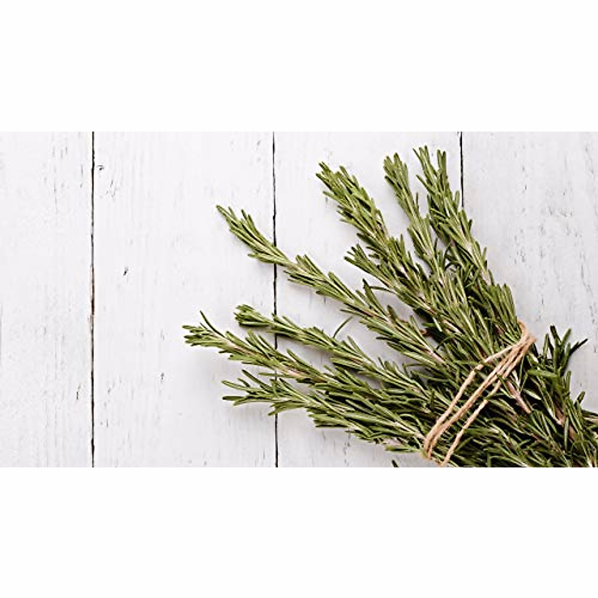 Gaea's Blessing Seeds - Rosemary Seeds - Heirloom Non-GMO Seeds with Easy to Follow Instructions 97% Germination Rate (Single Pack)