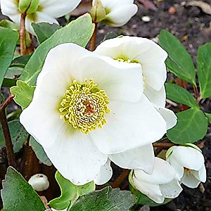 QAUZUY GARDEN 20+ Seeds Lenten Christmas Rose Seeds Black Hellebore (Helleborus Niger) Seeds- Perennial Evergreen Winter Flower - Easy to Grow