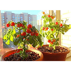 NIKA SEEDS - Vegetable Indoor Dwarf Tomato Santa Claus - 25 Seeds