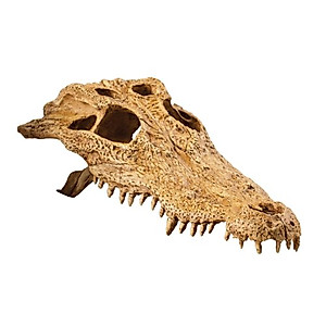 Exo Terra Terrarium Decor Croc Skull LQ, for Reptile and Amphibians