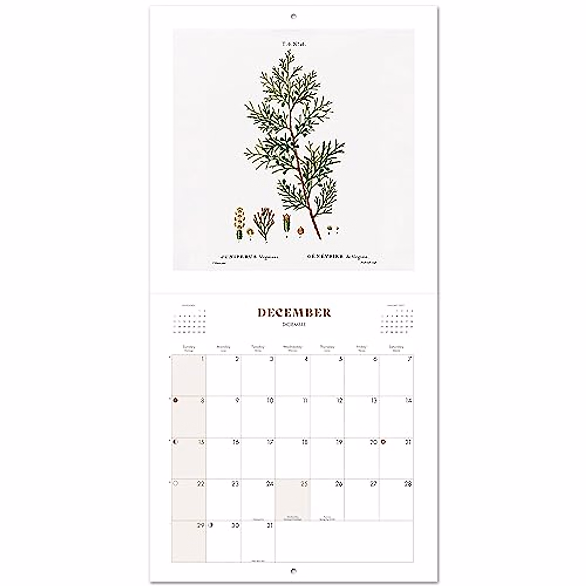 Wall Calendar 2024 12" x 12" FSC® Plastic Free - Starts Week On Sunday | Square Wall Calendar 2024 | Family Planner Calendar 2024 | 2024 Calendar (Botanical 2024)