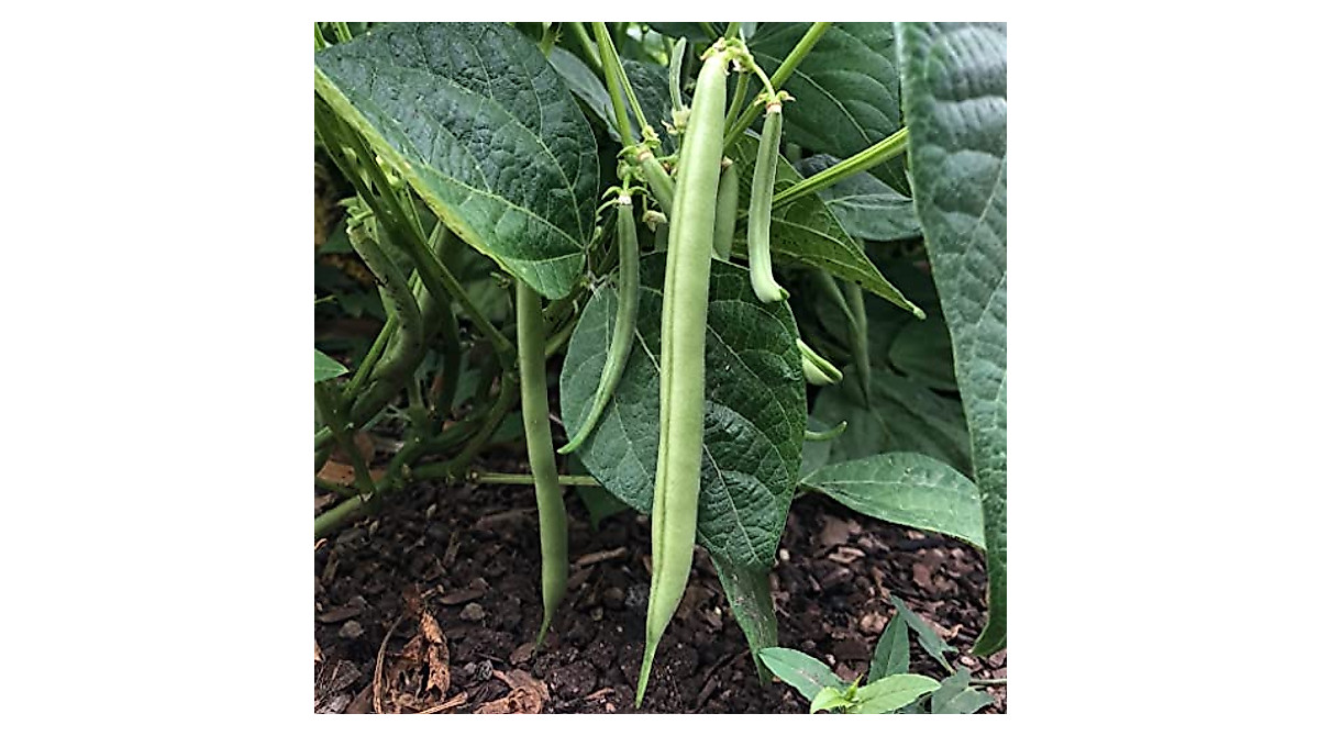 60 Slenderette Bush Bean Seeds - Non GMO & Heirloom