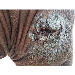 Big Mare | Horse Wound Lotion | Anti Bacterial/Anti Fungal | Healing, Soothing & Penetrating Formula | 8 oz Bottle