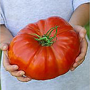 Steakhouse Tomato Seeds (20+ Seeds) | Non GMO | Vegetable Fruit Herb Flower Seeds for Planting | Home Garden Greenhouse Pack