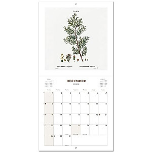 Wall Calendar 2024 12" x 12" FSC® Plastic Free - Starts Week On Sunday | Square Wall Calendar 2024 | Family Planner Calendar 2024 | 2024 Calendar (Botanical 2024)
