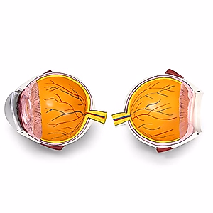GPI Anatomicals - Full Eye Model | Human Body Anatomy Replica of Normal Eye for Doctors Office Educational Tool