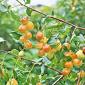 Ziziphus Mauritiana Seeds Indian Jujube Evergreen Fast-Growing Drought Tolerant Attracts Pollinators Edible Garden Borders Outdoor 10Pcs Tree Seeds by YEGAOL Garden