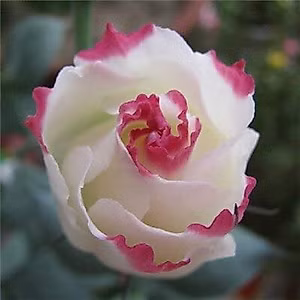 Dichondra Fresh 100pcs Eustoma Flower Seed for Planting White Pink