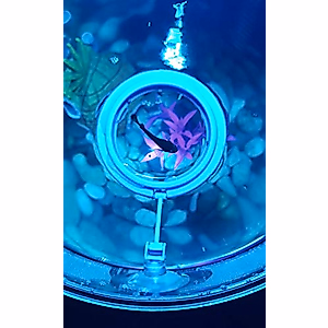 QA 2 Pieces Fish Feeding Ring Aquarium Fish Safe Fixed-Point Floating Fish Food Feeder Circle Square and Round with Suction Cup, Reduces Wastage and Maintains Water Quality for Fish Tank