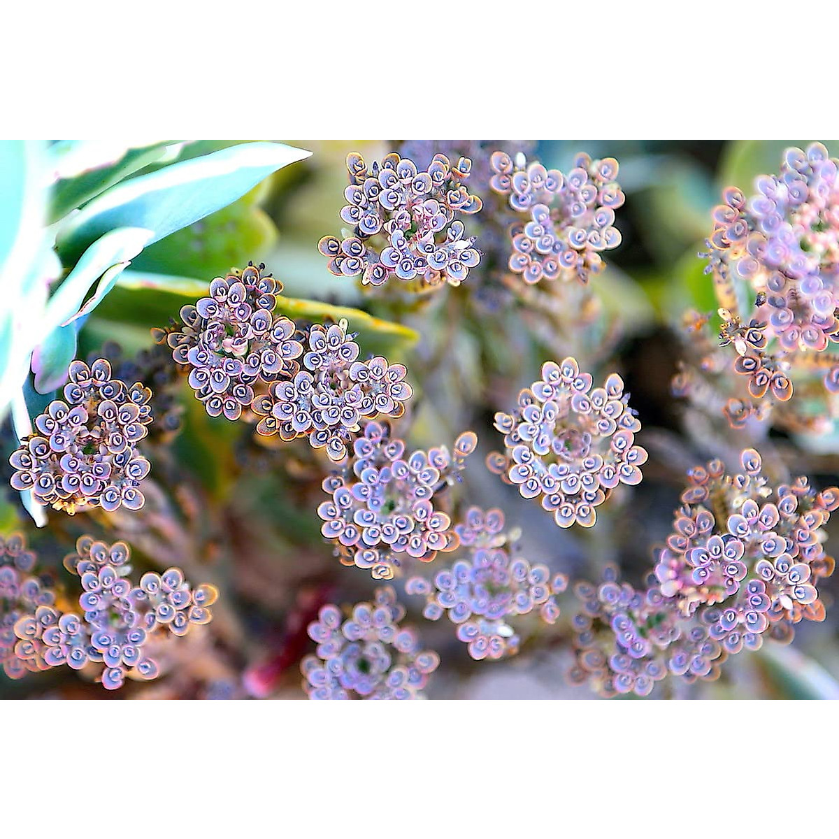 Mothers of Thousands Kalanchoe Live Plant 3 to 5 Inc Tall Starter, Kalanchoe Succulent