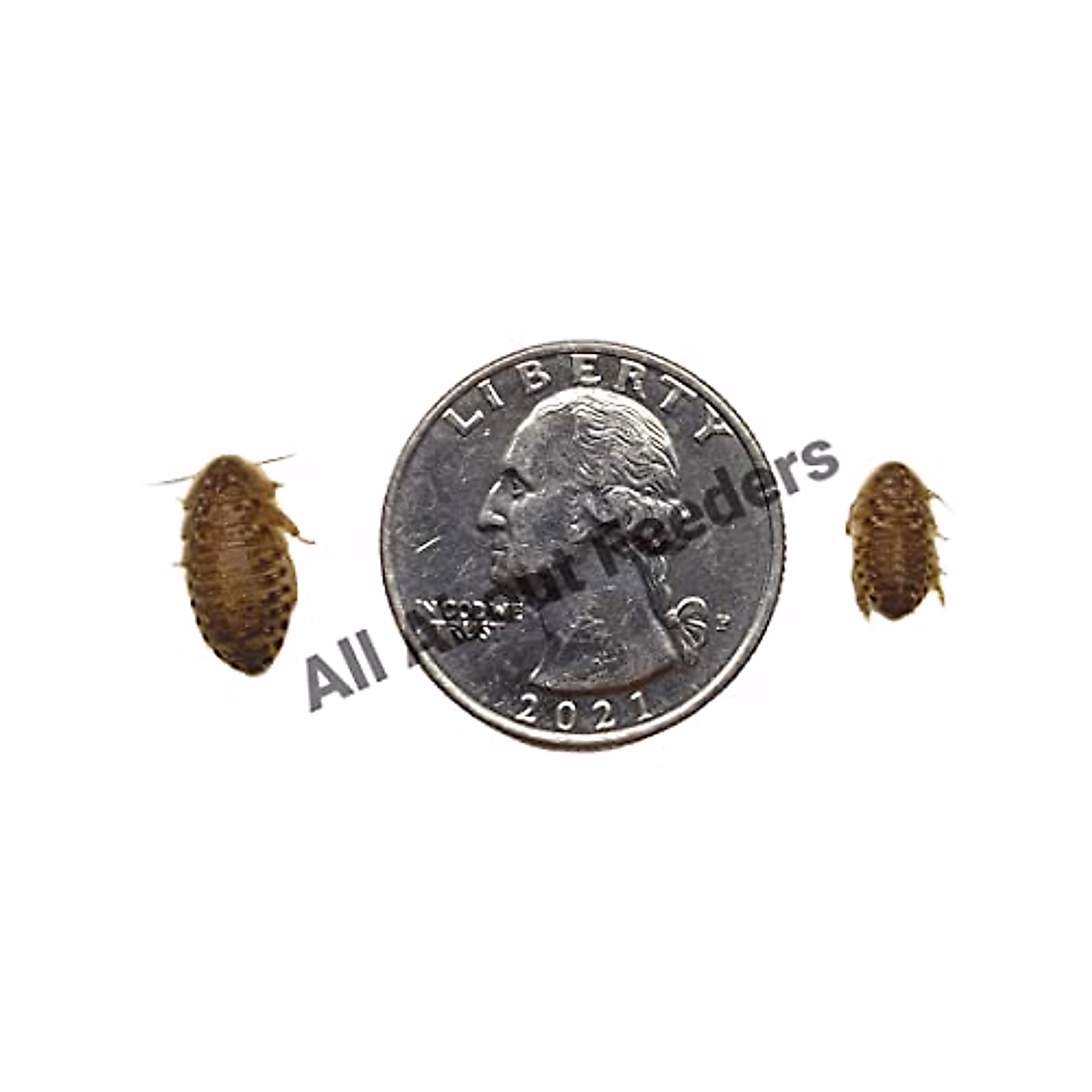 Blaptica dubia 400 Small Dubia Roaches in CUP