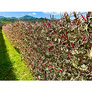 ragnaroc Air Plants - Flowering Tillandsia Caput Medusae, Large 5-7" - 1ct - Live Arrival Guaranteed - House Plants for Home Decor & Gift