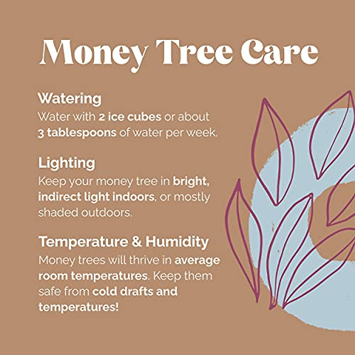 Plants & Blooms Shop PB408 Money Tree, 5", White Pot, Indoor Live Plant Decoration, Live Plant Gift