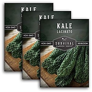 Survival Garden Seeds - Lacinato Kale Seed for Planting - Packet with Instructions to Plant and Grow in Your Home Vegetable Garden - Non-GMO Heirloom Variety - 3 Pack