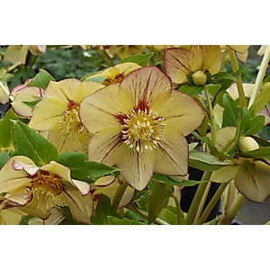 Perennial Farm Marketplace (Helleborus W.J. 'Apricot Blush') Perennial, 1 Quart, Peachy Yellow Flowers with Rose-Pink Veins