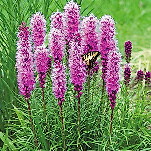 Gayfeather/Blazing Star Seeds - 1 Pound - Purple Flower Seeds, Heirloom Seed Attracts Bees, Attracts Butterflies, Attracts Hummingbirds, Attracts Pollinators, Container Garden