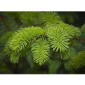 Ladybug Soap Company Rose Garden Natural Solid Perfume (Rose Garden, 0.25 oz tin jar)