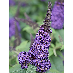 Pugster Blue Butterfly Bush (Buddleia) Live Shrub, Blue Flowers, 4.5 in. Quart