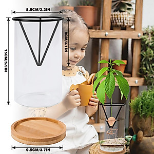 Bylion Avocado Tree Growing Kits, Avocado Growing Vase Wooden Base Avocado Seed Starter Vase Glass Plant Pot Easy Seed Sprout Starter Gift for Women Gardening Lovers Home Office Table Decoration