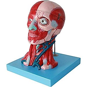 Medical Human Head and Neck Muscle Blood Vessel Model, Brain Anatomical Model Neurovascular Neurology Teaching Specimen