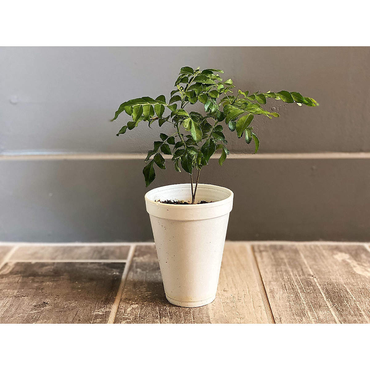 Curry Leaf Plant - Live Plant (Murraya Koenigii), 6 Inches