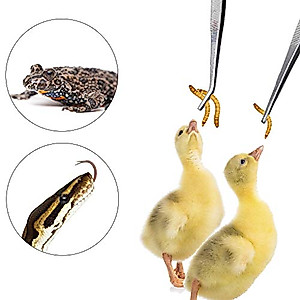 Meric Feeding Tongs for Reptiles, Stainless Steel Tweezers, 1 Straight Tip Nipper & 1 Curved Serrated Forcep, Feeds Mealworms, Crickets to Snakes, Geckos, Lizards, Tarantulas, 2pc