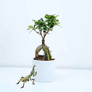 Fake Mantis Insect Figure Model: Plastic Praying Mantis Figurines Model Kit Insect Animal Prank Gifts for Table Decor Garden Animal Props 2Pcs