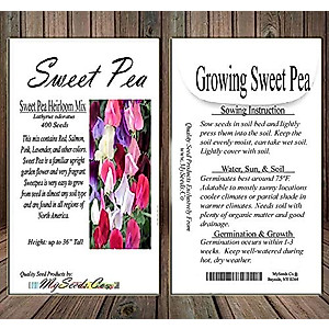 Big Pack - Sweet Pea Sweetpea Flower Seed (400+) Lathyrus odoratus Flower Seeds - Heirloom Mix Very Fragrant Blooms - Red Salmon Pink Lavender - Non-GMO Flower Seeds By MySeeds.Co (Big Pack Sweet Pea)