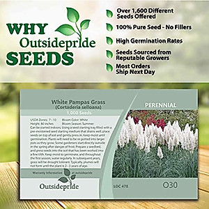 Outsidepride Perennial White Cortaderia Selloana Tall Pampas Grass Plants - 1000 Seeds