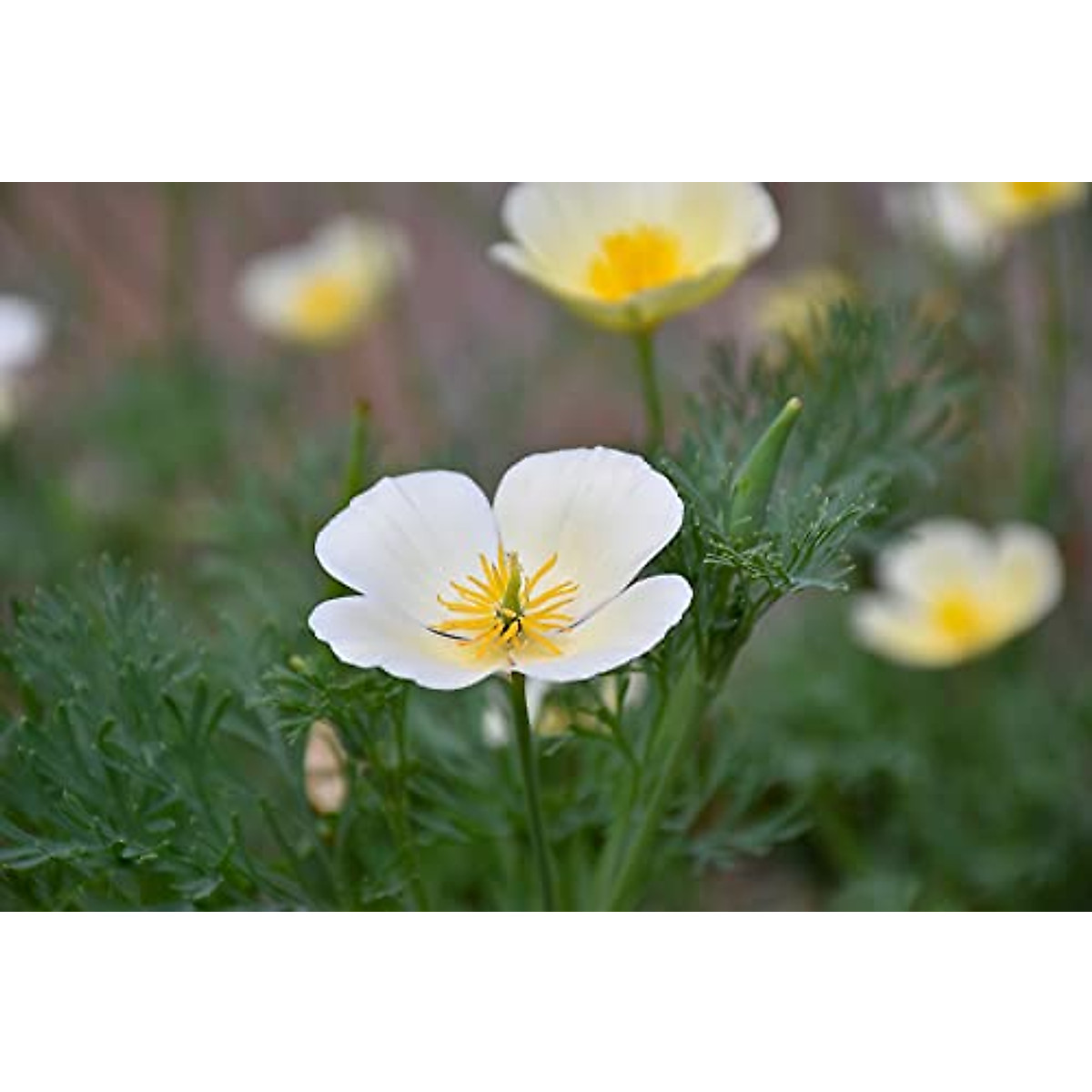 Ivory Castle White California Poppy Seeds for Planting, 1000+ Seeds Per Packet, (Isla's Garden Seeds), Non GMO & Heirloom Seeds, Scientific Name: Eschscholzia californica, Great Home Garden Gift
