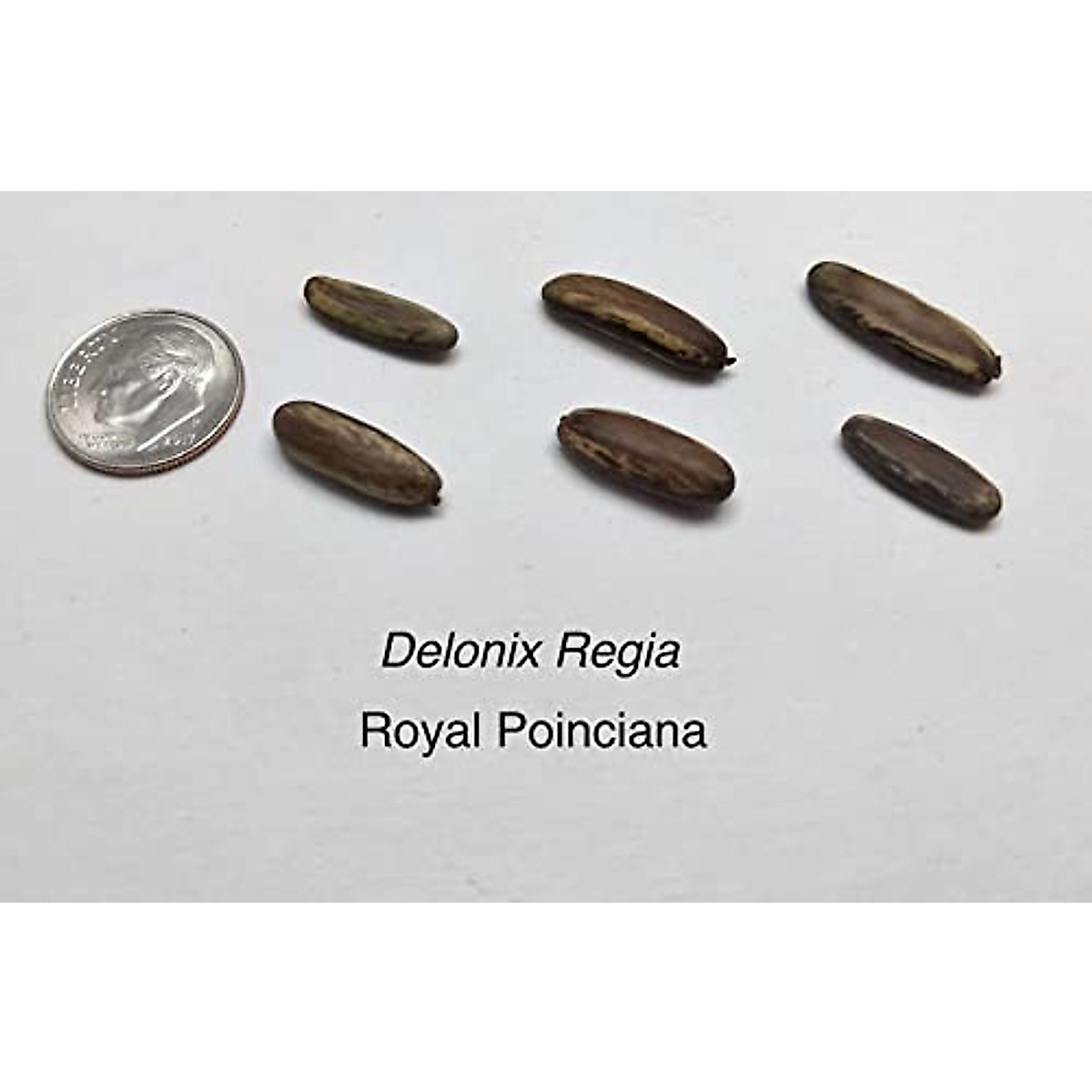 25 Seeds Delonix regia - Royal Poinciana Flamboyant Flame Tree