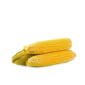 Golden Jubilee Yellow Sweet Corn Seeds for Planting, 30+ Seeds Per Packet, (Isla's Garden Seeds), Non GMO & Heirloom Seeds, Botanical Name: Corn Zea mays, Great Home Garden Gift