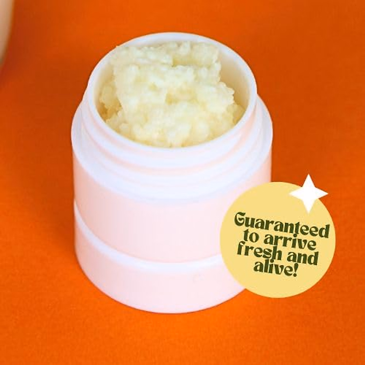 Milk Kefir Grains, Turkish Strain, Bulgaros, Pajaritos, Live Probiotic Starter.