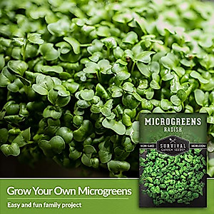 Survival Garden Seeds Radish Microgreens for Sprouting and Growing - Seed to Sprout Green Leafy Micro Vegetable Plants Indoors - Grow Your Own Mini Windowsill Garden - Non-GMO Heirloom Variety