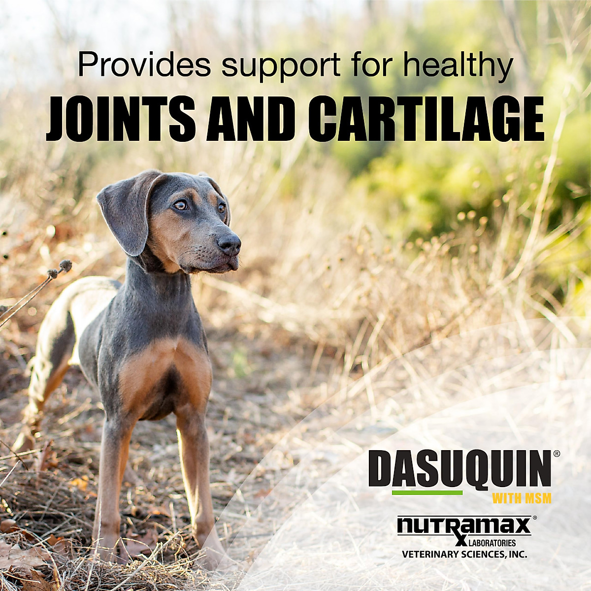 Nutramax Dasuquin with MSM Joint Health Supplement for Small to Medium Dogs - With Glucosamine, MSM, Chondroitin, ASU, Boswellia Serrata Extract, and Green Tea Extract, 84 Chewable Tablets(Pack of 1)