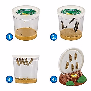 Insect Lore - Butterfly Growing Kit - Clear Front Facing Viewing Panel - Pre-Paid Voucher to Redeem Caterpillars Later – Life Science & STEM Education – Butterfly Science Kit