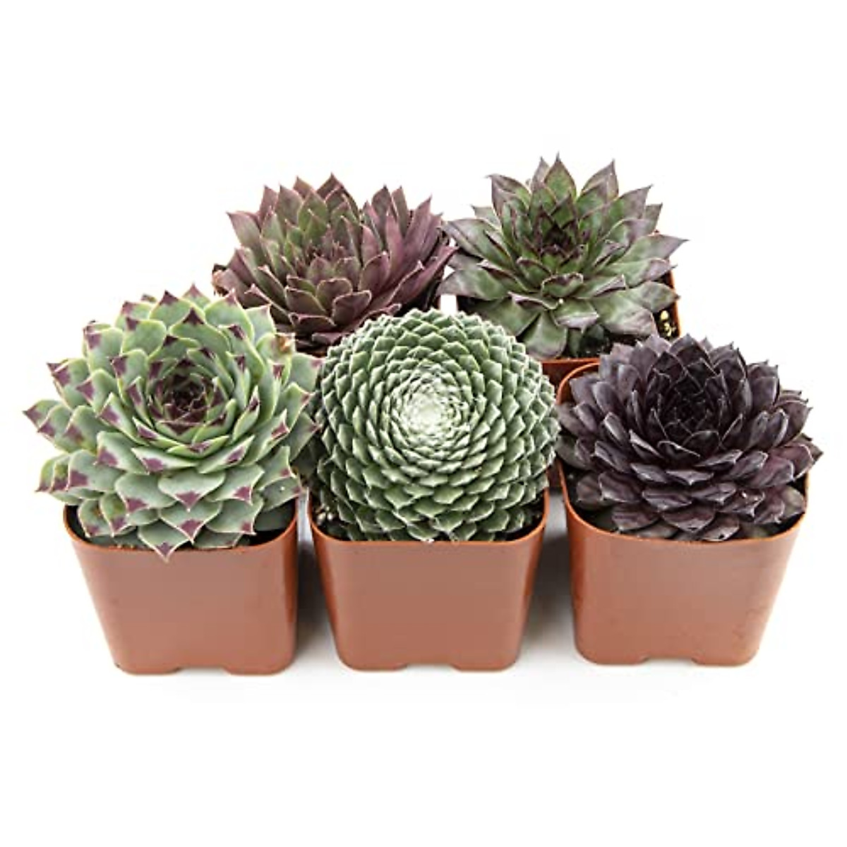 Sempervivum Succulents Plants Live Indoor Plants (5PK), Sempervivum Plants Live Houseplants, Hen and Chicks Live Plants Indoor House Plants, Rosette Succulent Plants in Plant Pots by Plants for Pets