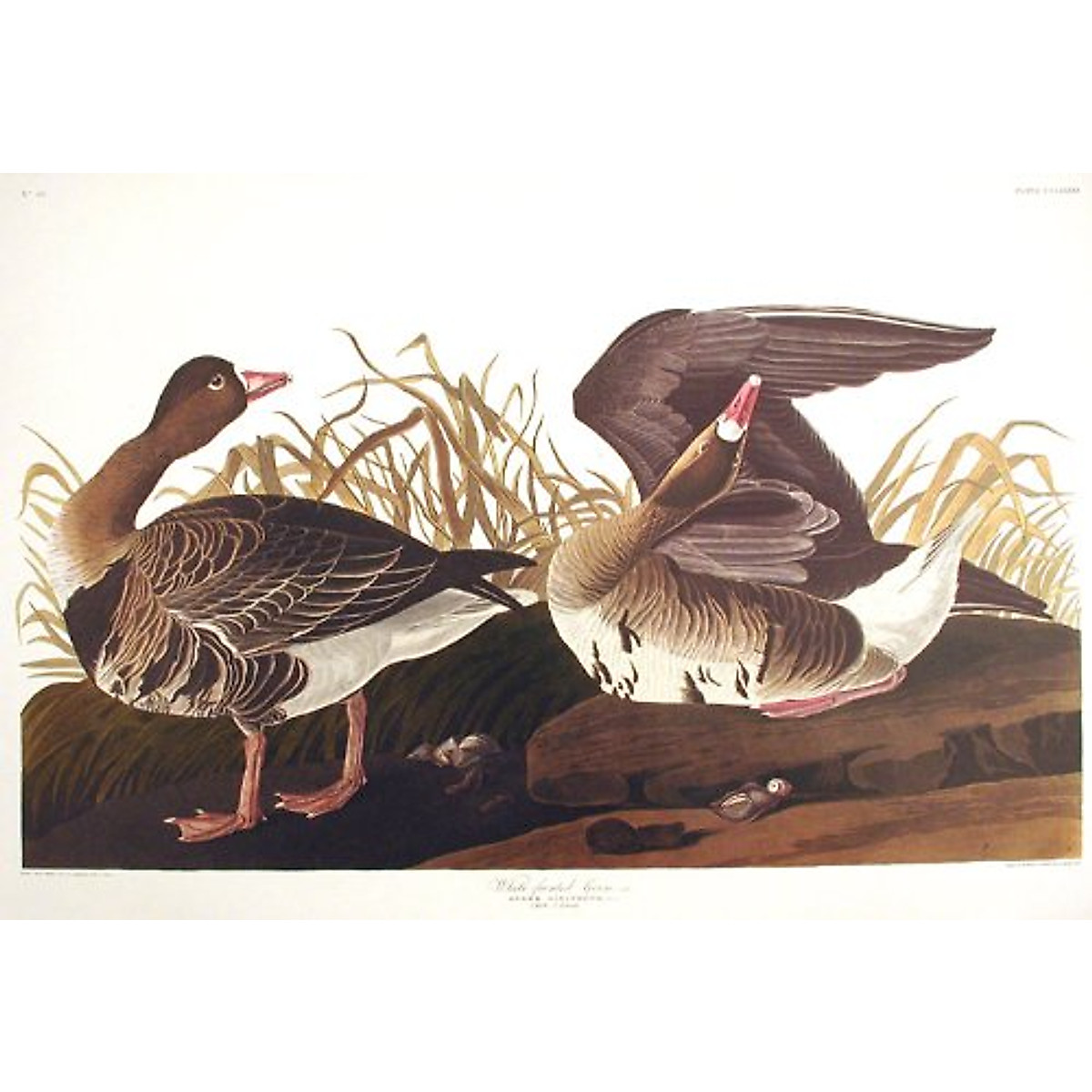 White-fronted Goose. From"The Birds of America" (Amsterdam Edition)