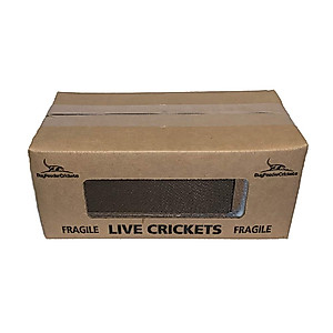 BuyFeederCrickets 500 Live Acheta Crickets (Medium (1/2"))