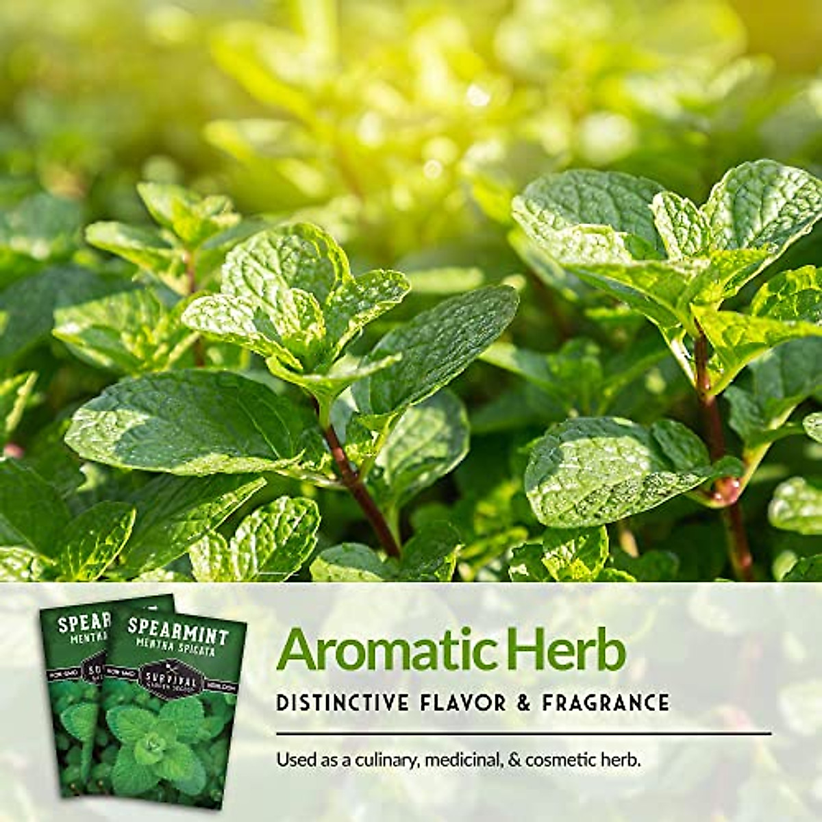 Survival Garden Seeds - 3 Packs Spearmint Seed for Planting - Mentha Spicata with Instructions to Plant Delicious Herbs and Grow Your Home Herb Garden - Non-GMO Heirloom Variety