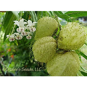 Butterfly Milk Weed Balloon Plant, Butterfly Garden, Butterfly Weed, Hairy Balls, Fur Balls, Cotton-Bush, Oscar, Giant Swan Milkweed, Asclepias Physoca (24+ Seeds) Grown in and Shipped from The USA.