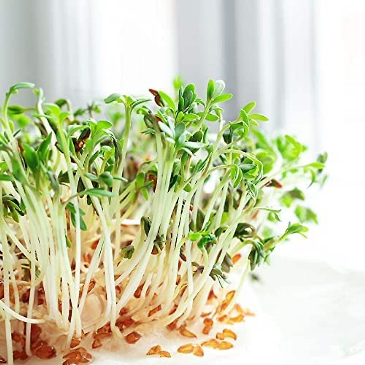 Gaea's Blessing Seeds - Curled Cress Seeds (3.0g) - Non-GMO Seeds with Easy to Follow Planting Instructions - Heirloom Garden Cress - Pepper Cress - 93% Germination Rate