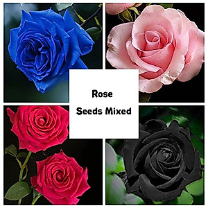 500+ Mixed Rare Rose Seeds Multicolored Flower Non-GMO Heirloom Garden Home for Planting to Grow