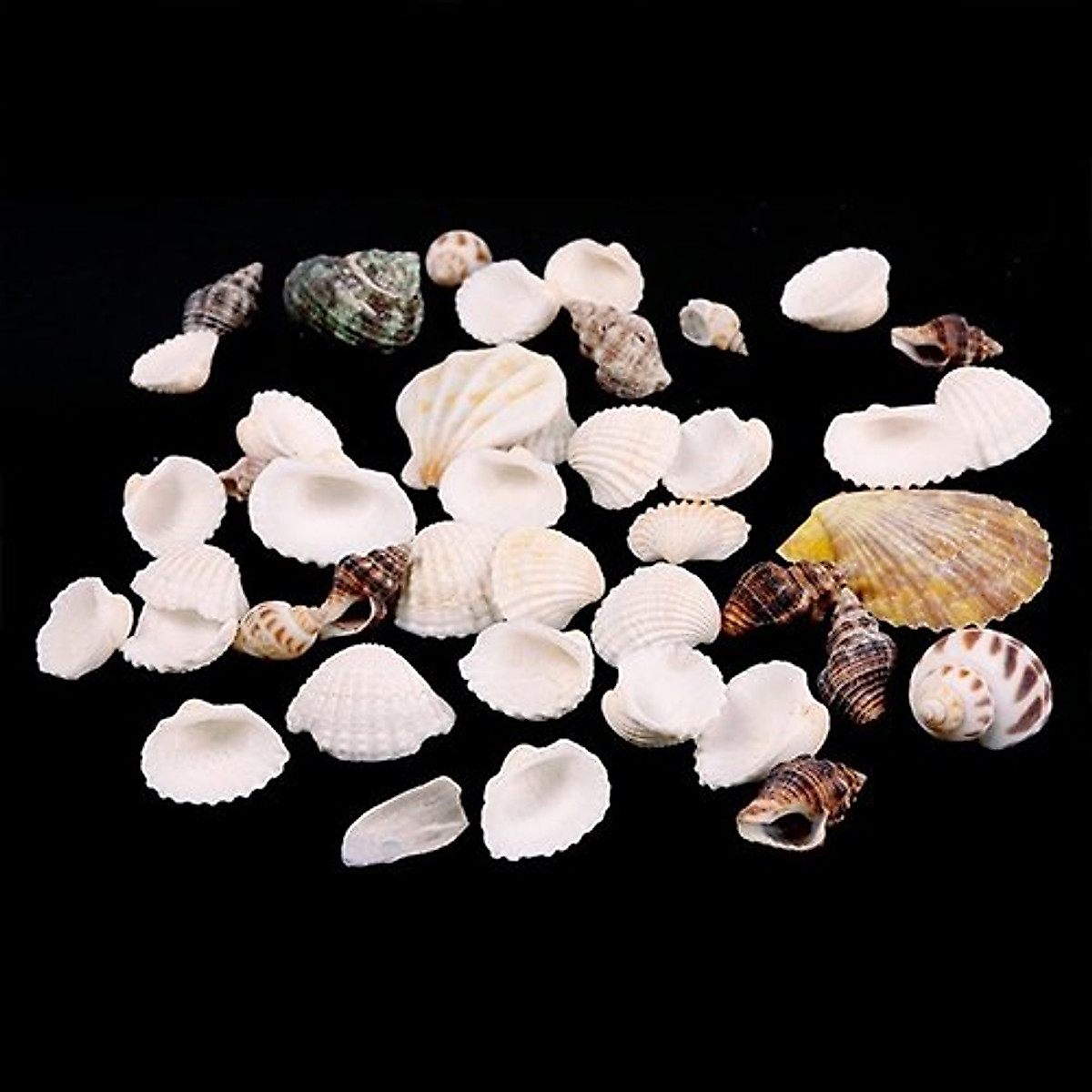 wsloftyGYd 100g Mixed Sea Beach Shells Crafts Seashells Aquarium Decor Photo Props