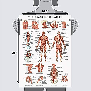 WEROUTE The Human Muscular System Chart Hanging Scroll Frame Canvas Print Human Anatomical Poster (16.5 x25)