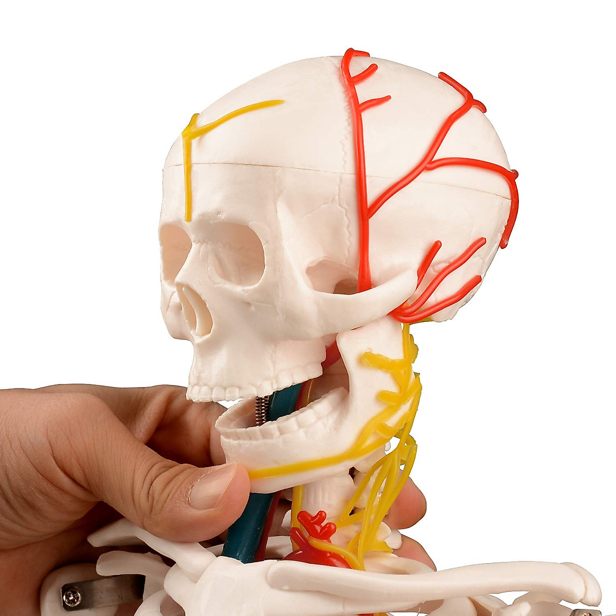 Ultrassist Human Anatomical Skeleton Model, 34" Half Life Size Human Skeleton Replica with The Heart, Spinal and Peripheral Nerves, Veins and Arteries, Vascular Human Skeleton for Human System Study