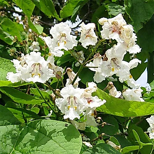 CHUXAY GARDEN 50 Seeds Catalpa Speciosa,Northern Catalpa Lovely Flowering Plant Large Deciduous Tree Hardy Catalpa Privacy Screen
