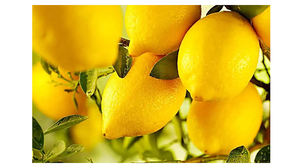 Lemon Seeds for Planting - Non-GMO & Heirloom Variety
