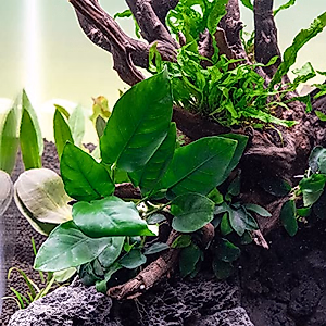 SubstrateSource Anubias Live Aquarium Plants - Potted Freshwater Plant for Fish Tanks, Terrariums - Beginner Friendly Low Light (Nana, 1 Pot)