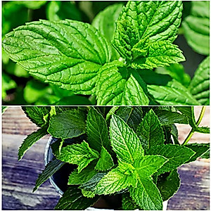 Seed Needs, Mint Seed Packet Collection (2 Individual Varieties of Mint Seeds for Planting) Non-GMO & Untreated - Includes Peppermint and Spearmint